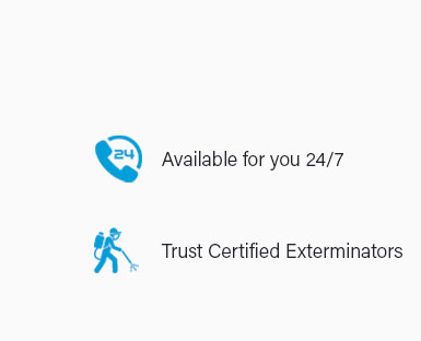 Pest Control Canton Ga 🥇 Oct 2025